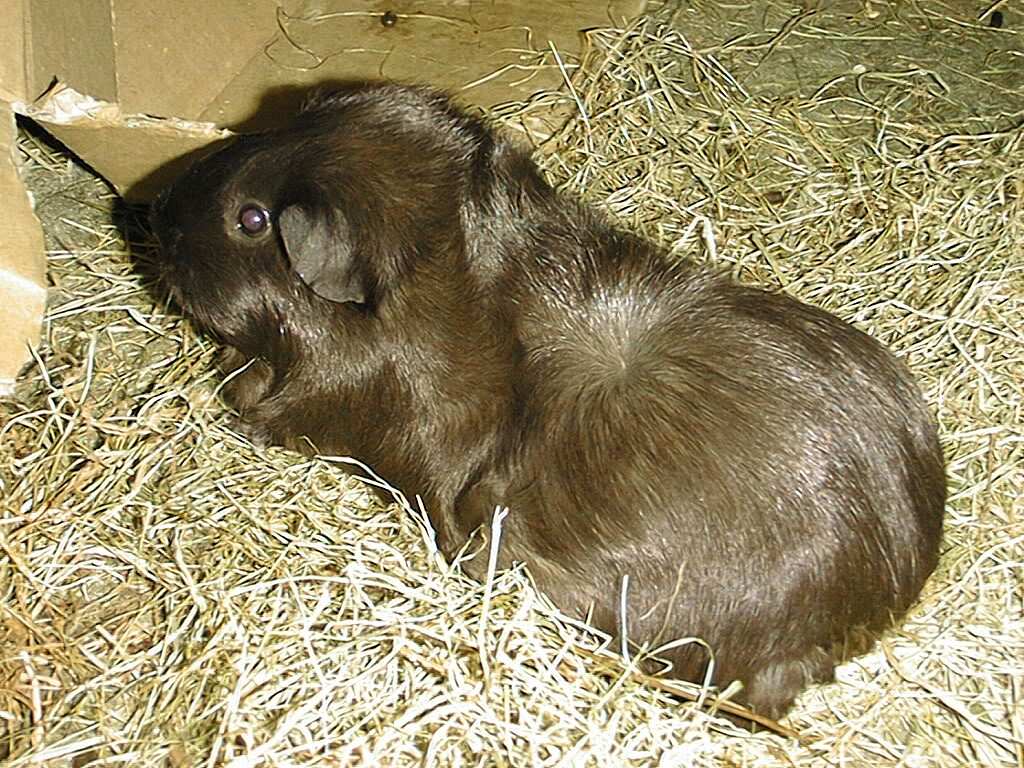 Guinea Pigs Gone to the Bridge